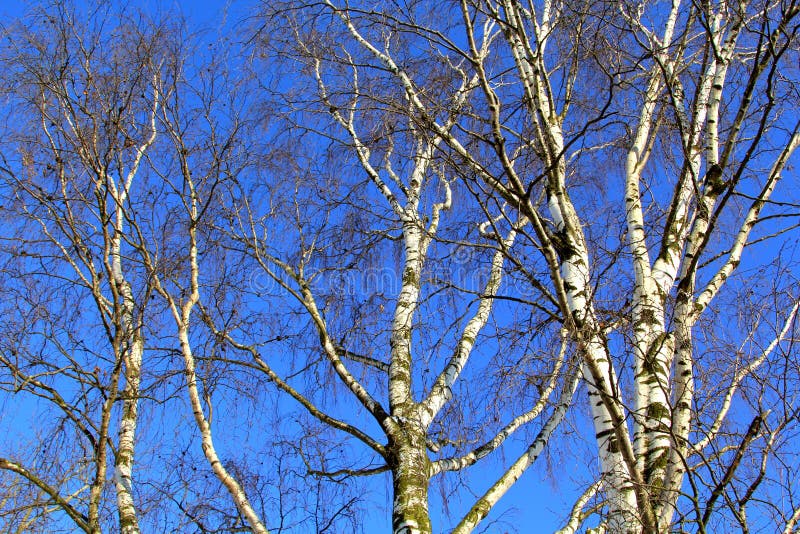 Beautiful Birch Trees Over the Blue Sky Stock Photo - Image of birch ...