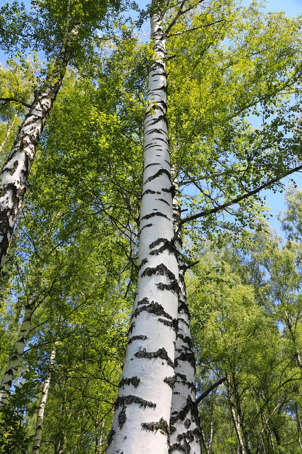 Beautiful Birch Trees in the Summer Forest Stock Image - Image of ...