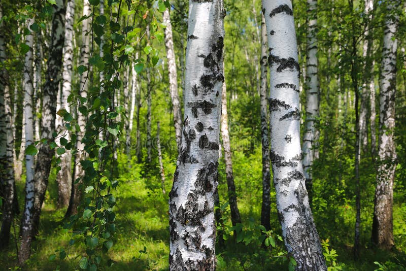 Beautiful Birch Trees in the Summer Forest Stock Photo - Image of life ...