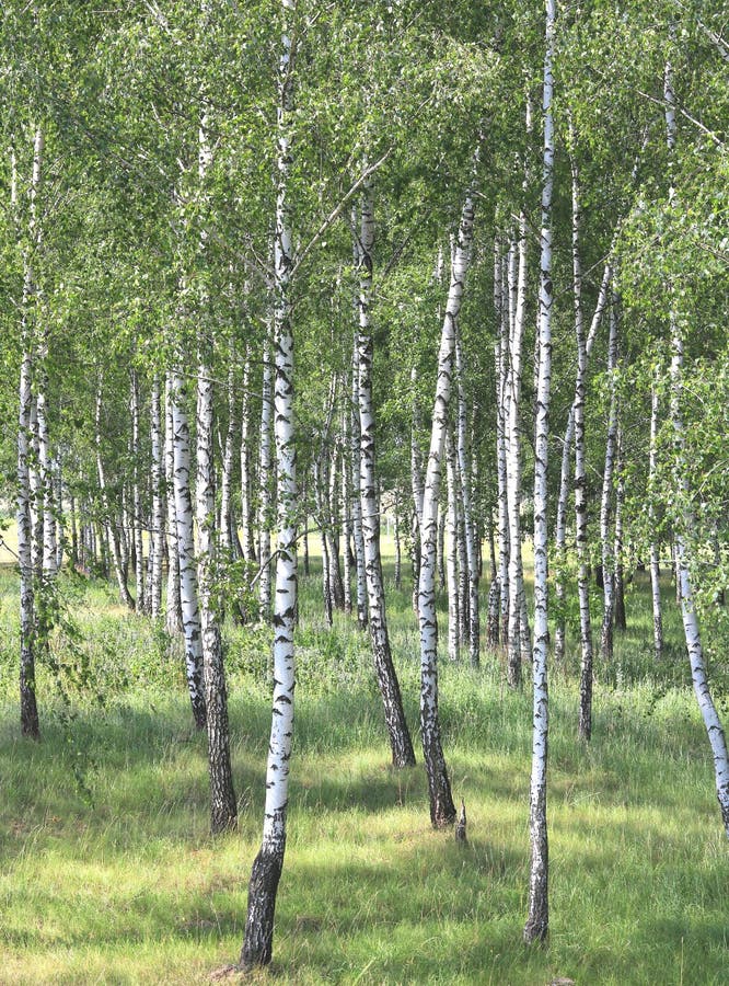 Beautiful birch trees stock image. Image of leaves, cool - 128248683
