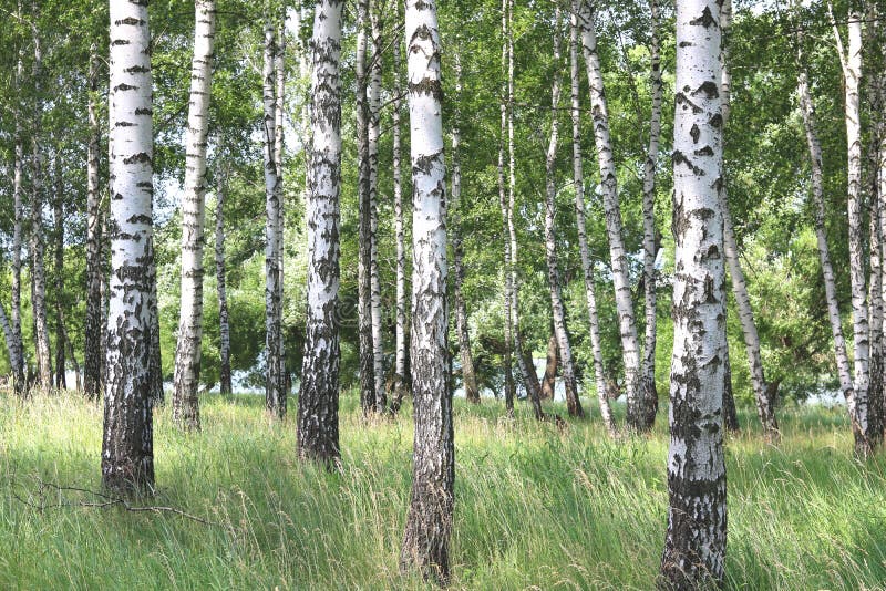 Beautiful birch trees stock photo. Image of bright, nature - 128249750
