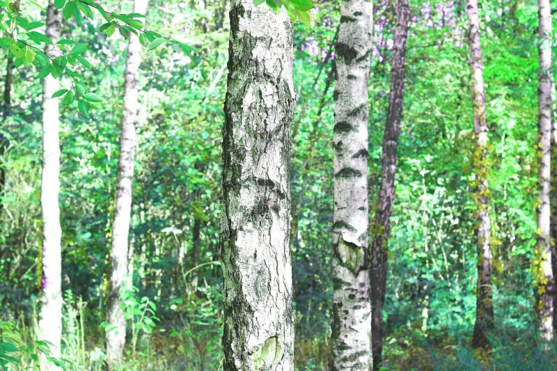 Beautiful Birch Trees with White Birch Bark Stock Photo - Image of ...