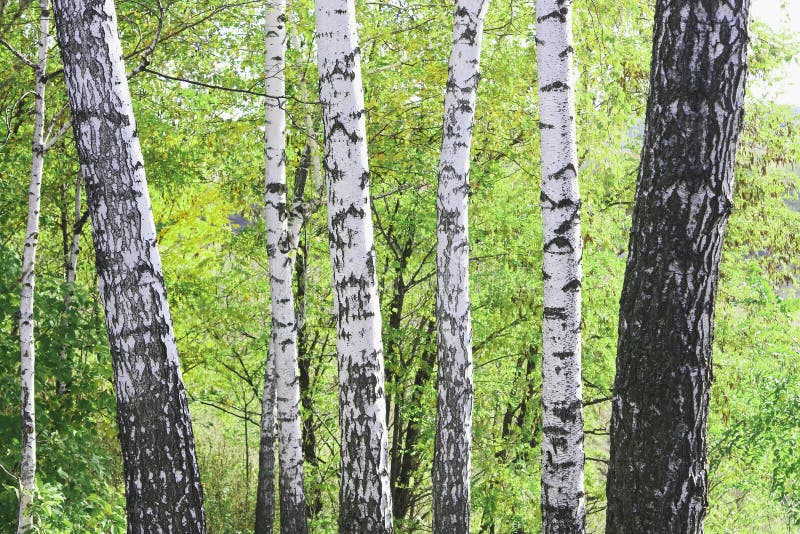 Beautiful Birch Trees with White Birch Bark Stock Image - Image of area ...