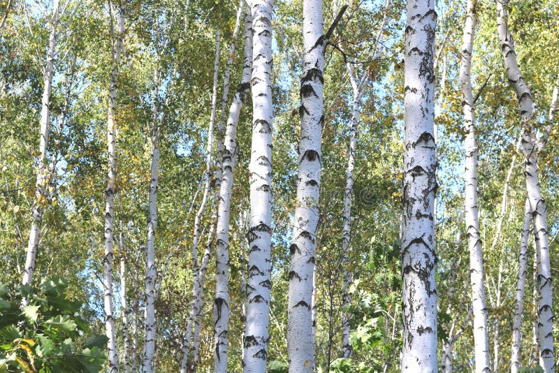 Beautiful Birches in Early Autumn Stock Image - Image of golden ...