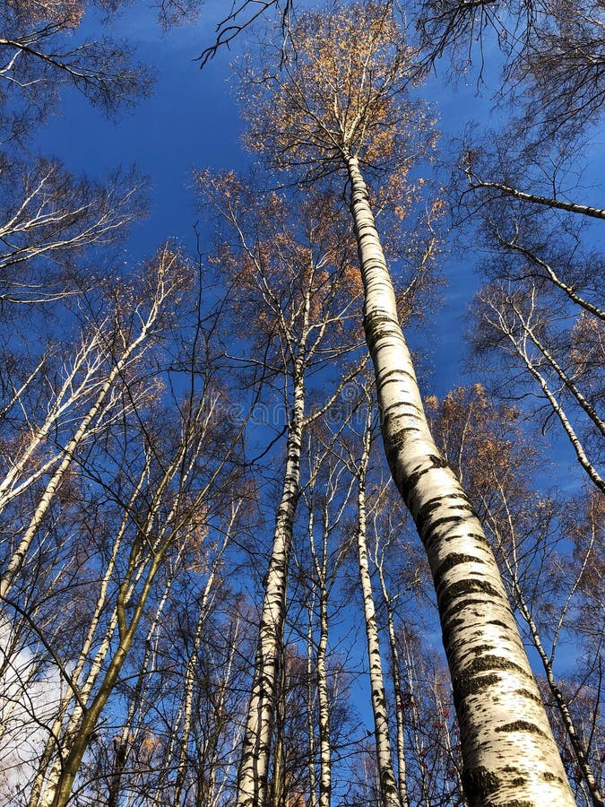 Beautiful Birches in the Forest in Autumn Stock Photo - Image of wood ...