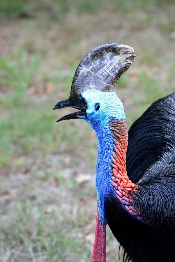 Cassowary stock photo. Image of eyes, feather, typical - 4875410