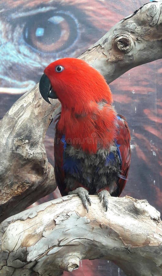 Bird alone, indian bird stock photo. Image of birdsn - 152486254