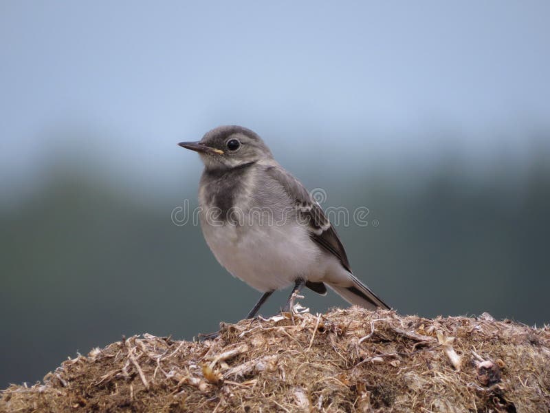 Beautiful Bird on a Beautiful Background Against the Backdrop of Nature ...