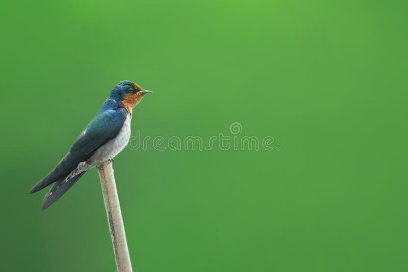 Beautiful Bird (barn Swallow) Perching on Branch Stock Photo - Image of ...