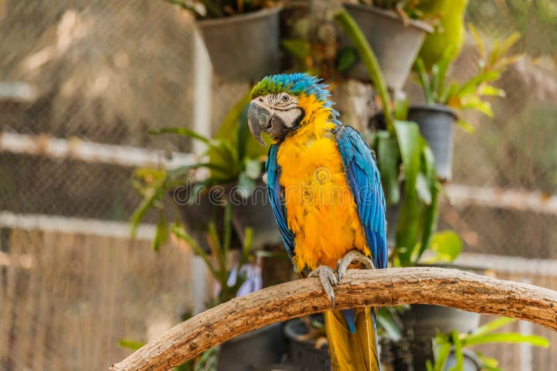 Beautiful Bird Blue and Gold Macaw Stock Image - Image of animal ...