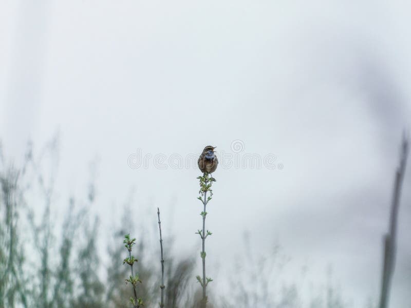 A Beautiful Bird on a Branch. Singing Bird. Spring Time and Birds Stock ...