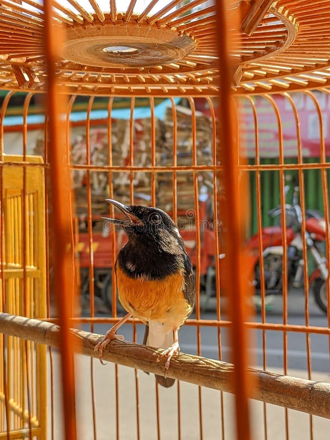 A Beautiful Bird Chirped in a Cage Stock Photo - Image of outdoor ...