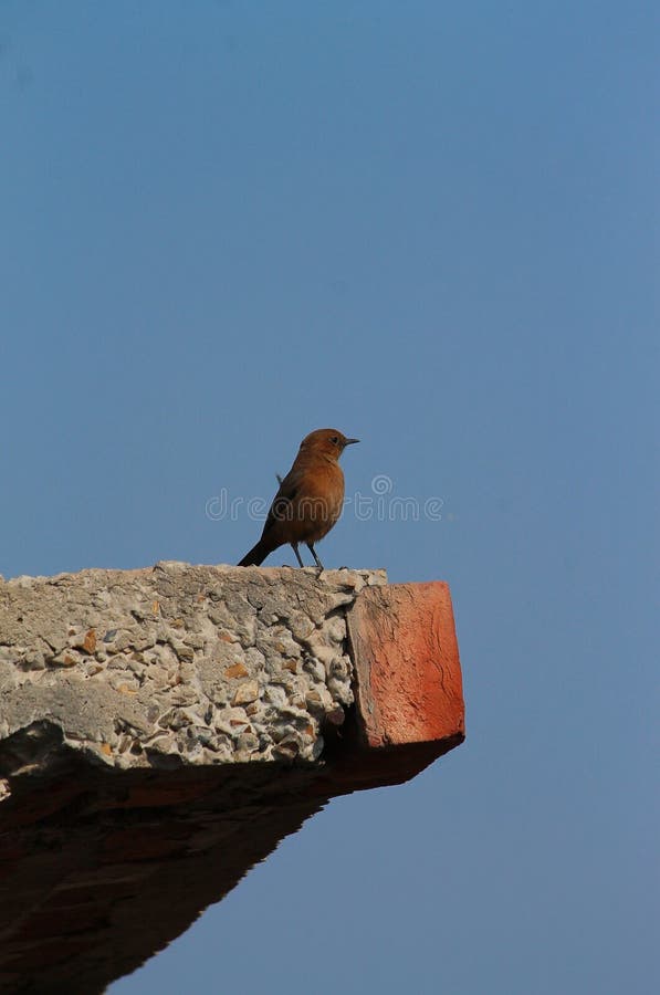 Beautiful Bird Closeup Portrait Image with Blurry Background Stock ...
