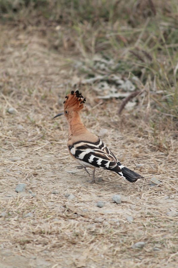 Beautiful Bird Closeup Portrait Image with Blurry Background Stock ...