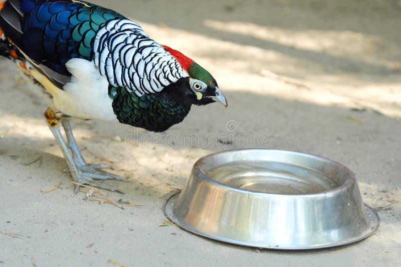 Beautiful Bird Colorful Blue Pheasant in a Zoo Stock Photo - Image of ...