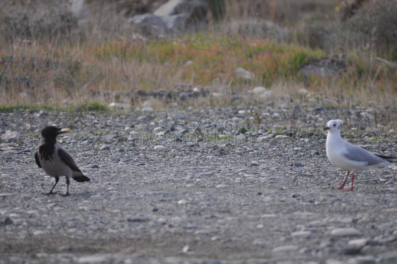The Beautiful Bird Common Raven in the Natural Environment Stock Photo ...