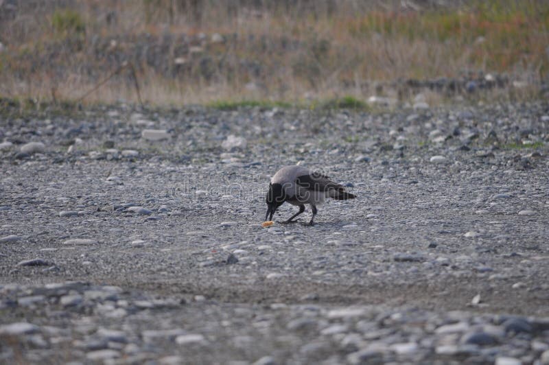 The Beautiful Bird Common Raven in the Natural Environment Stock Image ...
