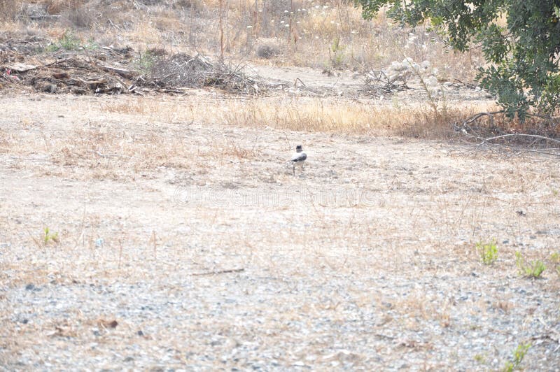 The Beautiful Bird Common Raven in the Natural Environment Stock Image ...