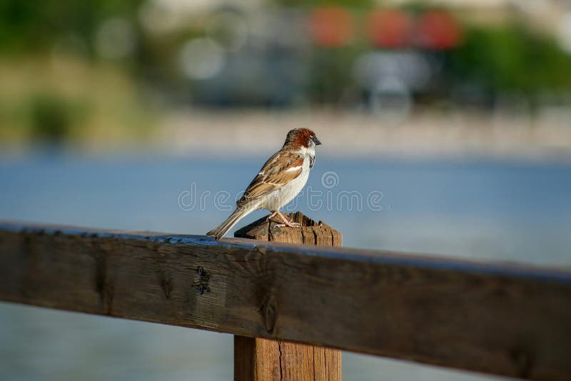 Beautiful Bird on the Edge of the Blue Lake in the Morning Stock Photo ...