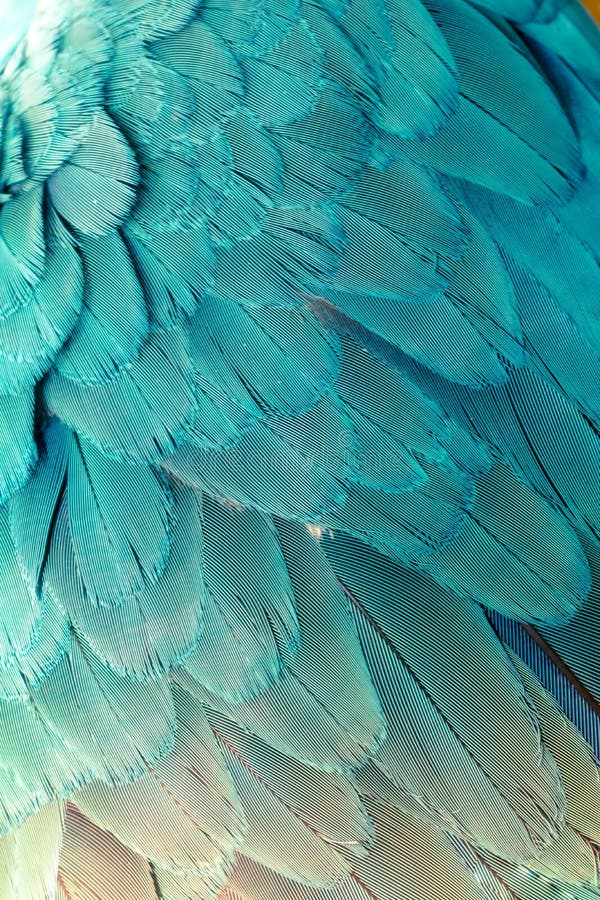 Beautiful of bird feather stock image. Image of scarlet - 120083373