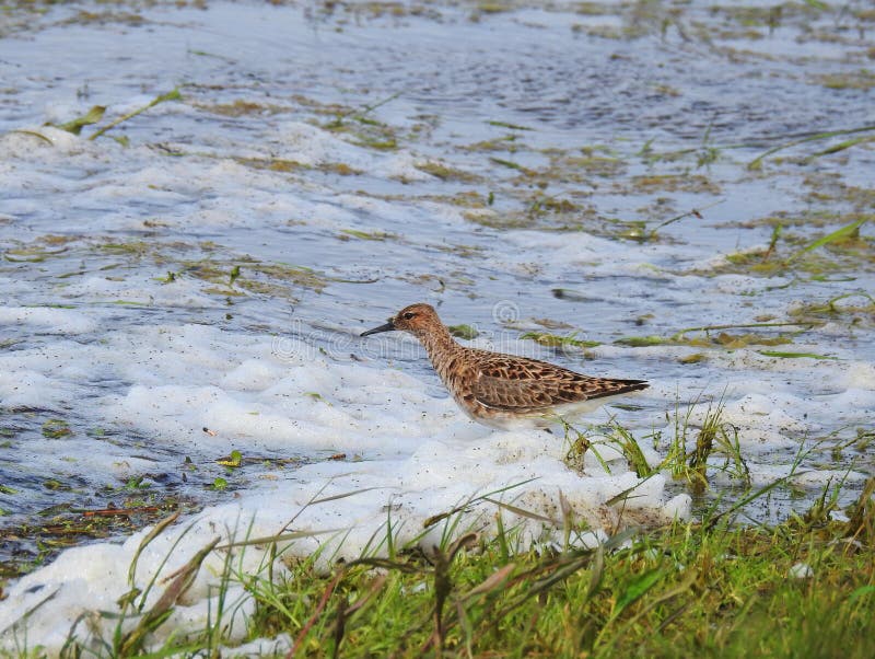 Beautiful Bird in Flood Meadow, Lithuania Stock Image - Image of wings ...