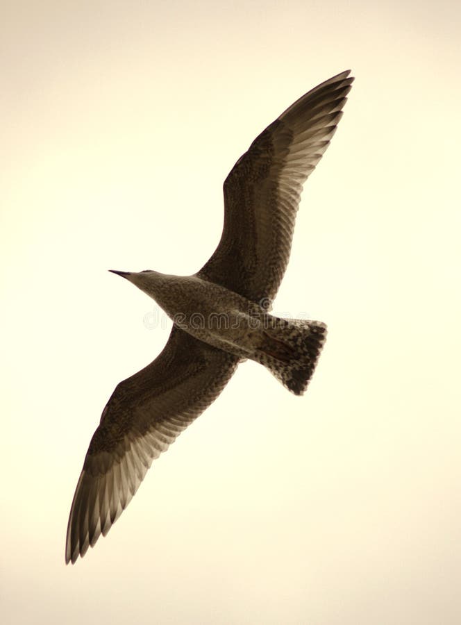 Beautiful Bird Flying stock image. Image of feathers, flight - 6134429