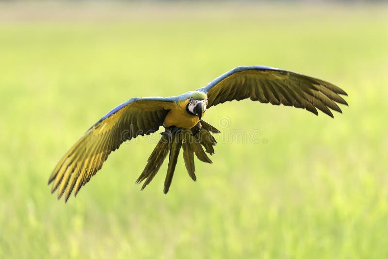 Beautiful Bird Flying on Blurred Background Stock Image - Image of ...