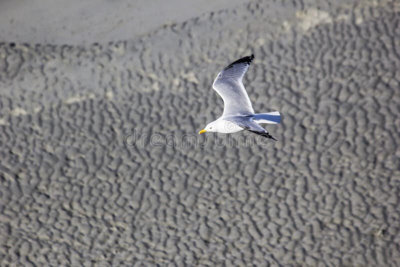 In the flight stock image. Image of flight, high, beautiful - 115848367