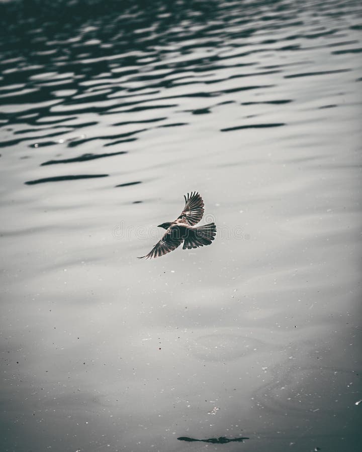 Beautiful Bird Flying Over the Water Stock Photo - Image of avian ...