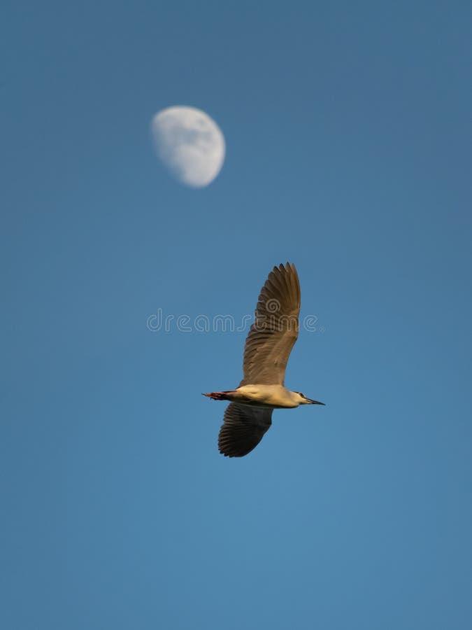 The Beautiful Bird is Flying To the Moon in the Evening Stock Image ...
