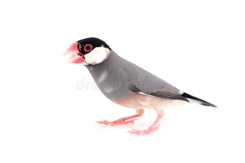 379 White Java Sparrow Stock Photos - Free & Royalty-Free Stock Photos ...