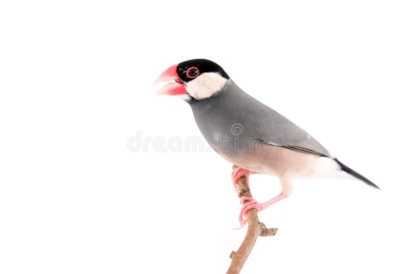 416 White Java Sparrow Stock Photos - Free & Royalty-Free Stock Photos ...