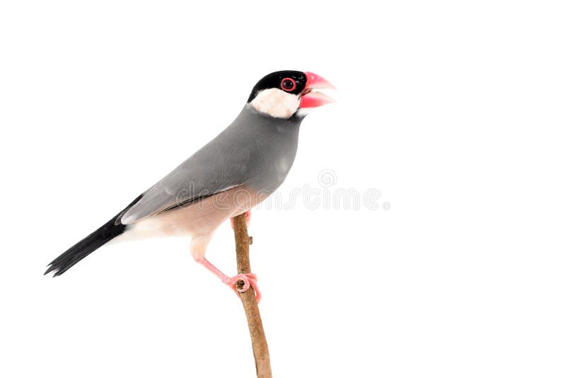 Java Sparrow Bird stock photo. Image of standing, java - 110894986
