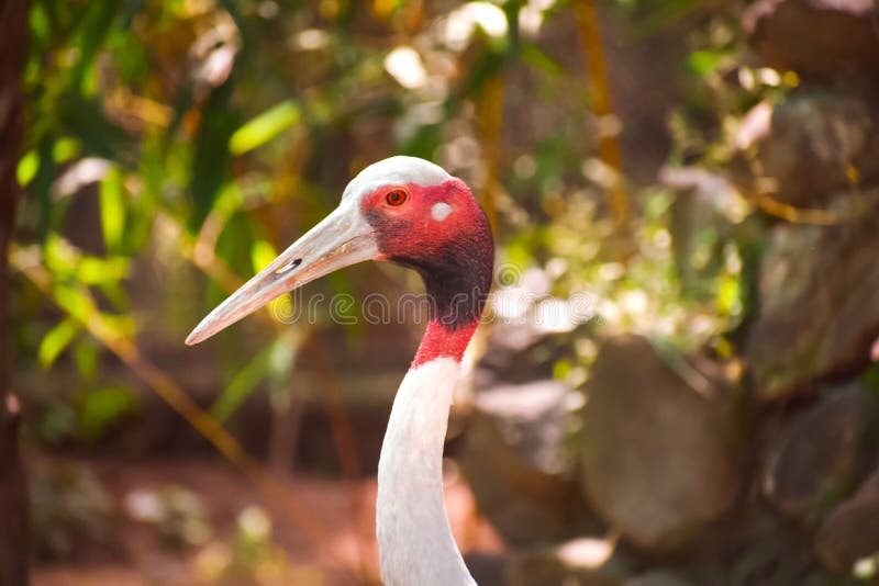 BEAUTIFUL BIRD with LONG BEAK Stock Photo - Image of flamingo, exotic ...