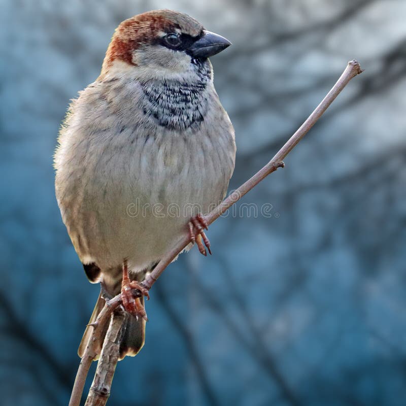 House Sparrow Bird Cutout stock photo. Image of suburban - 391850724