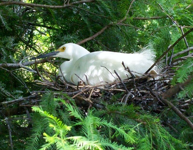 Nesting stock photo. Image of augustine, alligator, nature - 100348938