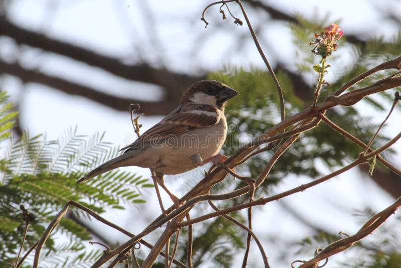 Sparrow stock photo. Image of beautiful, colour, bird - 137901188