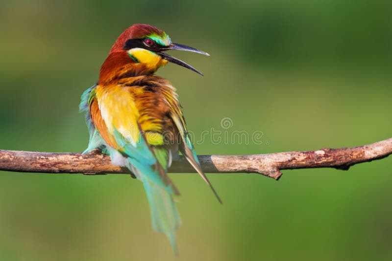 Beautiful Bird with Open Beak Stock Photo - Image of feather, freedom ...