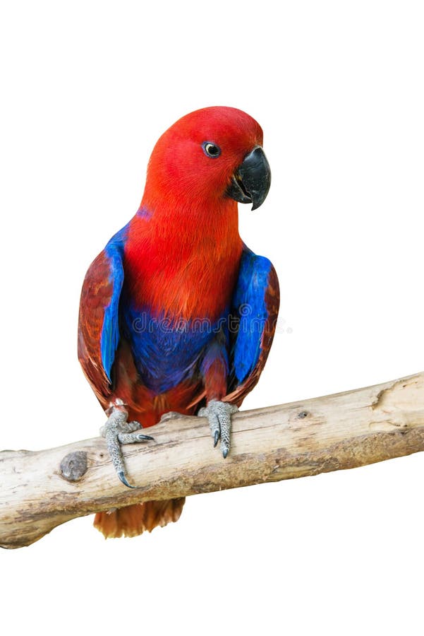 Beautiful Parrot on a White Background Stock Photo - Image of perch ...
