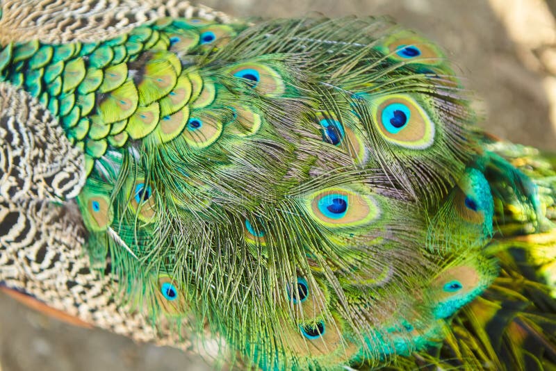 Beautiful Bird Peacock Emerald Color Stock Image - Image of teamwork ...