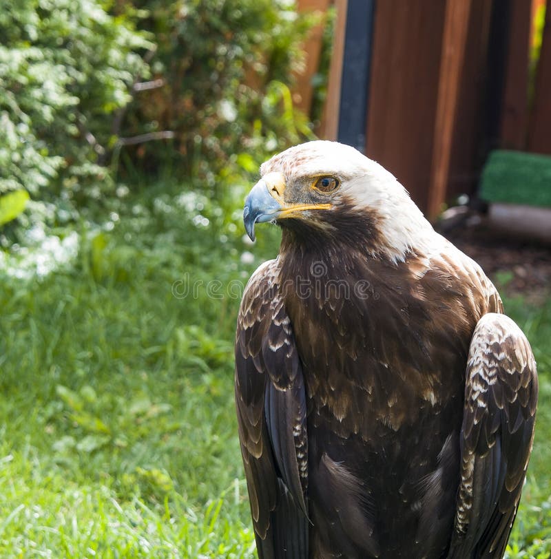 Beautiful Bird Predator Eagle Sits on the Grass and Looks, Closeup ...