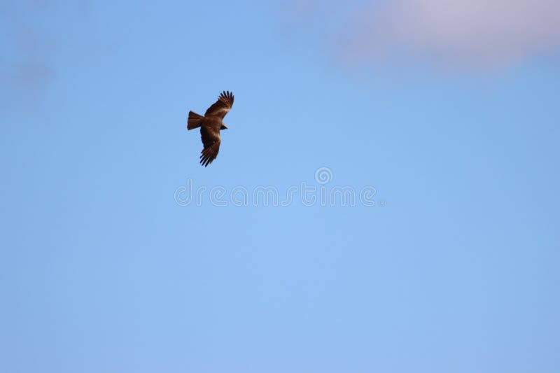 Beautiful Bird of Prey Eagle Claws Feathers Speed Flight Stock Photo ...