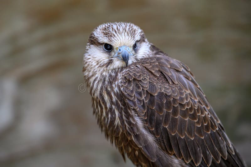 Bird of Prey Isolated from the Background Stock Image - Image of ...
