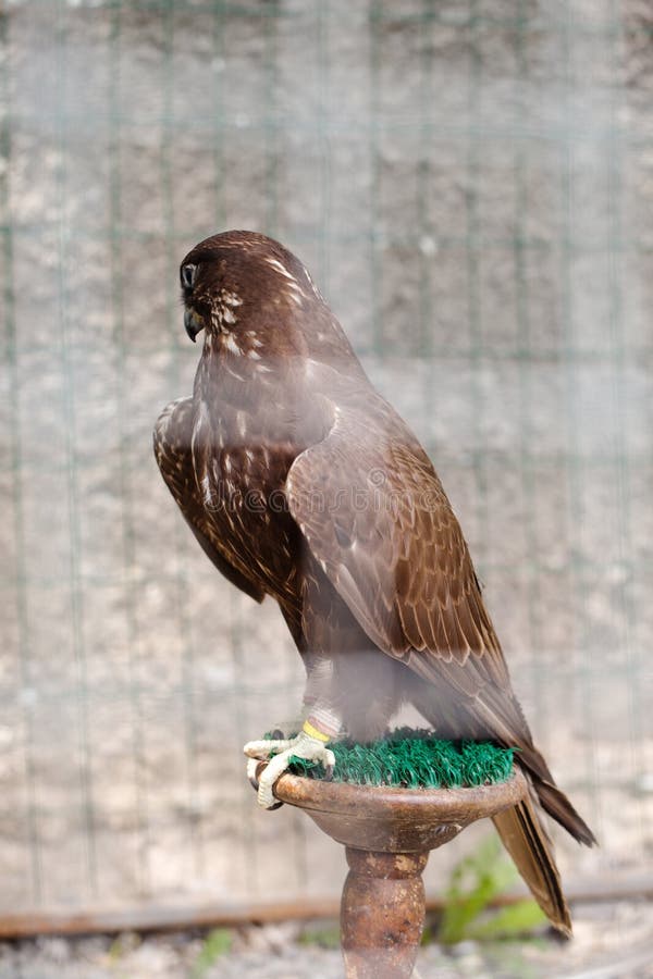 Prey Peregrine Falcon in an Aviary and a Rack Stock Photo - Image of ...