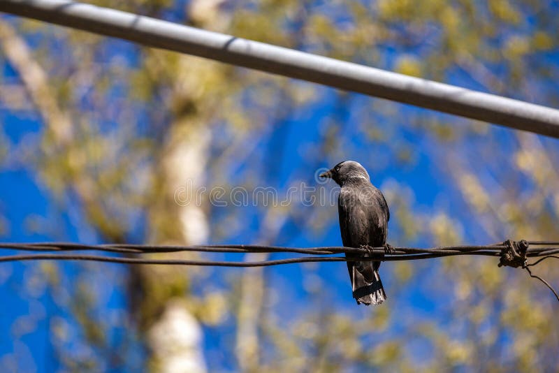 368 Raven Wire Stock Photos - Free & Royalty-Free Stock Photos from ...