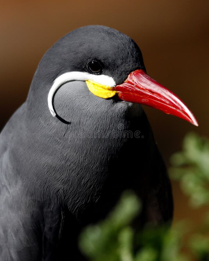 Beautiful Bird with Red Beak. Stock Image - Image of ready, green: 58725285