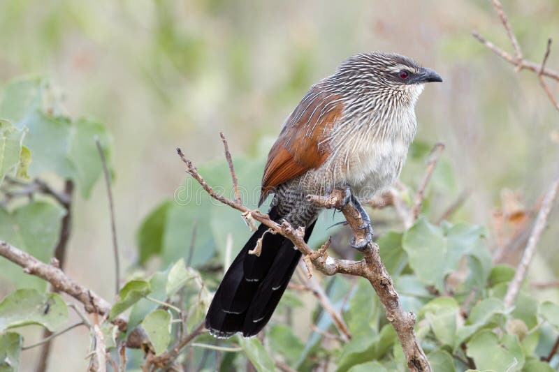 Bird With Red Eyes Royalty Free Stock Image - Image: 27118166