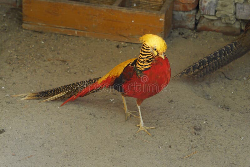 Beautiful Bird Red Pheasant in a Zoo Stock Image - Image of beautiful ...
