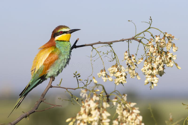 Beautiful Bird Rest on a Flowering Branch Stock Photo - Image of white ...