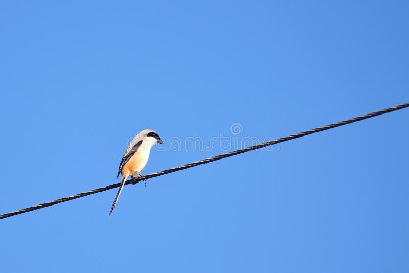 Beautiful bird resting stock photo. Image of wing, colour - 207570290